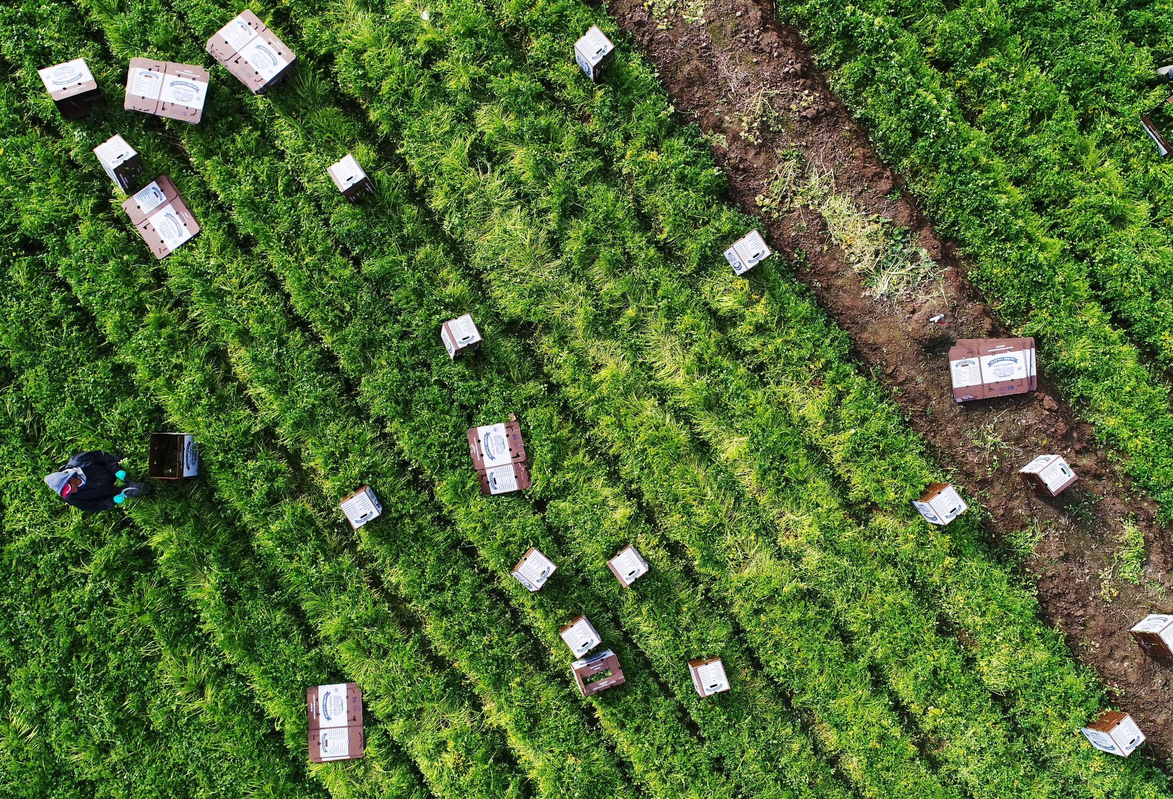 Capturing the sun's energy to benefit produce and trucks | KION GROUP AG