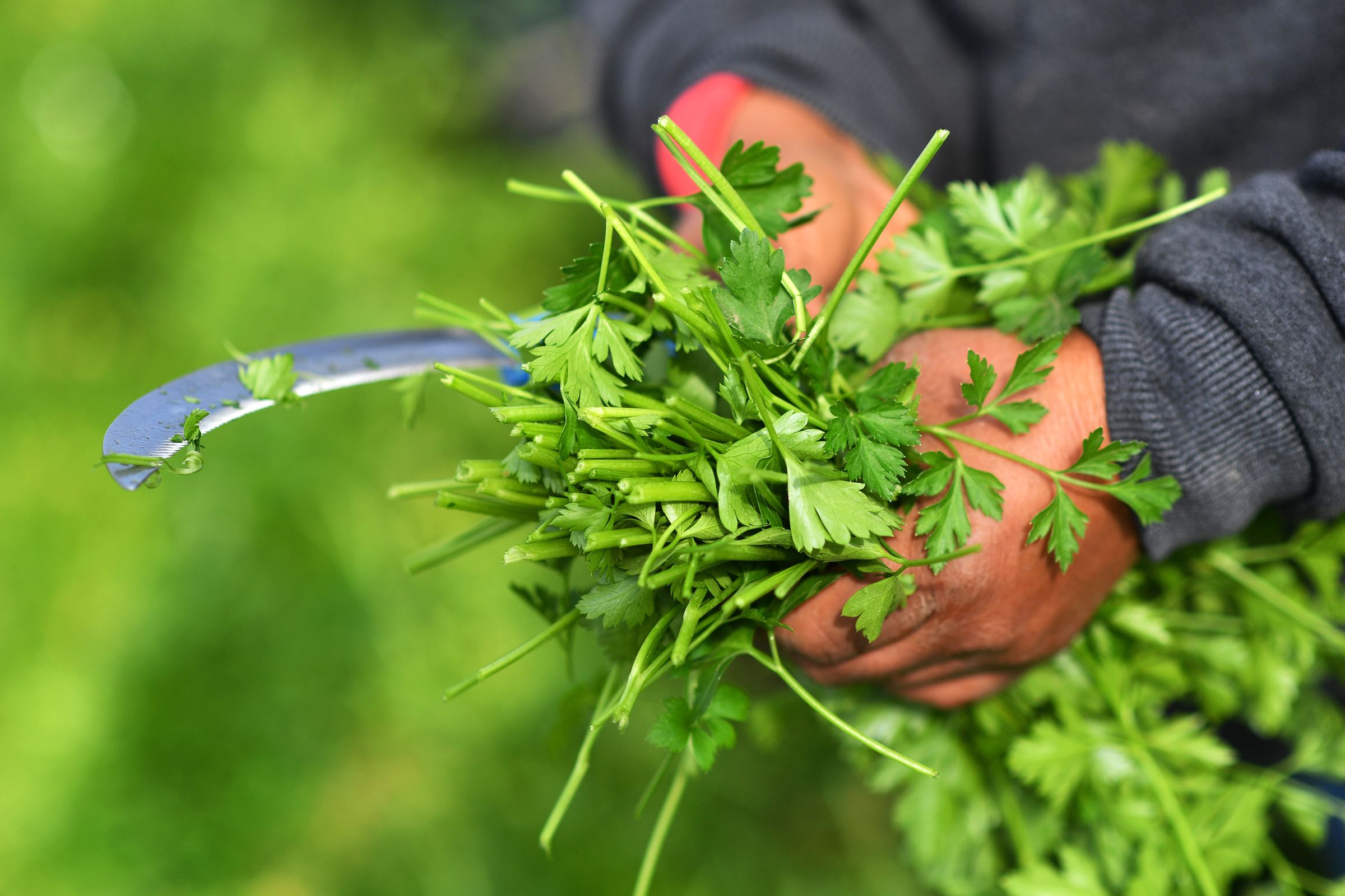 Capturing the sun's energy to benefit produce and trucks | KION GROUP AG