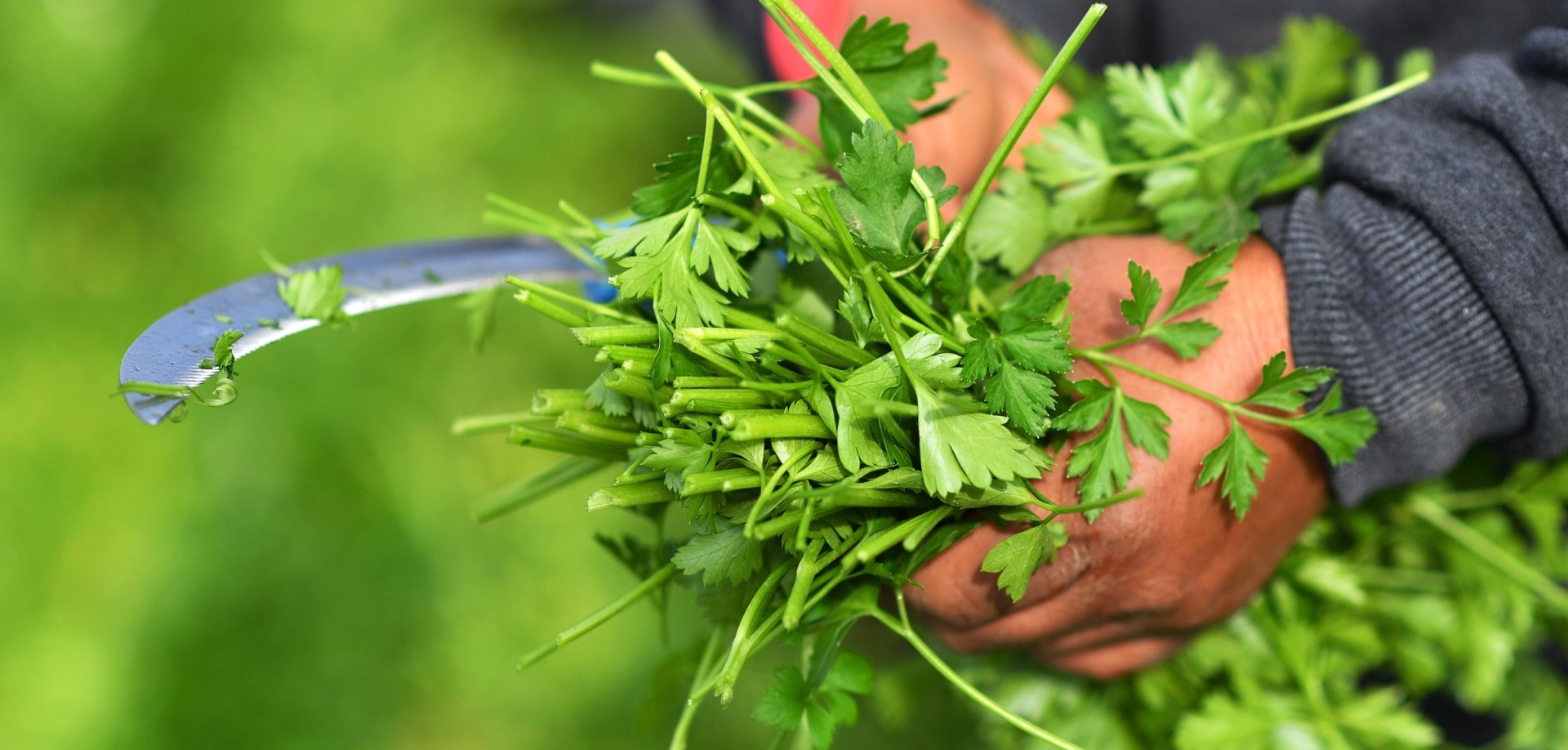 Capturing the sun's energy to benefit produce and trucks | KION GROUP AG